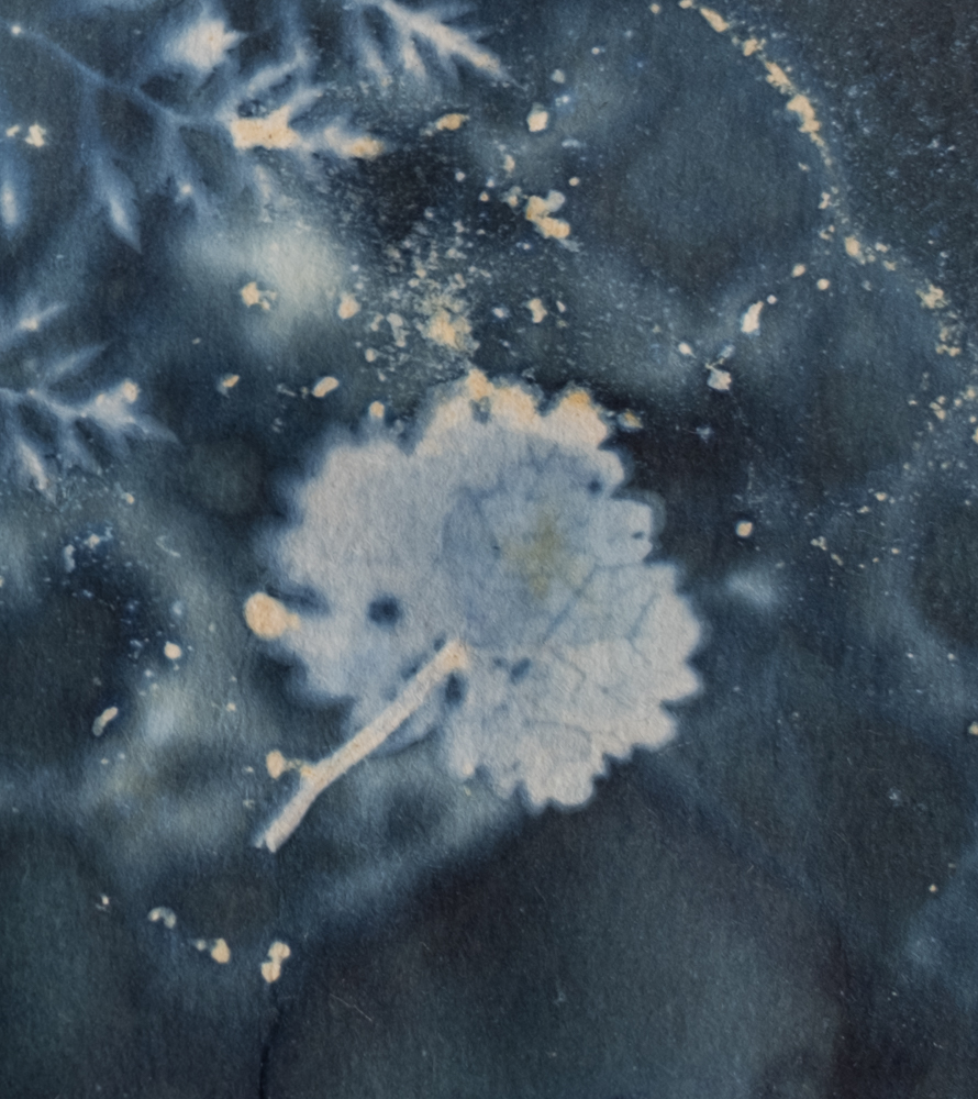 Ann Miles Blog: Cyanotype Session - Rest of images