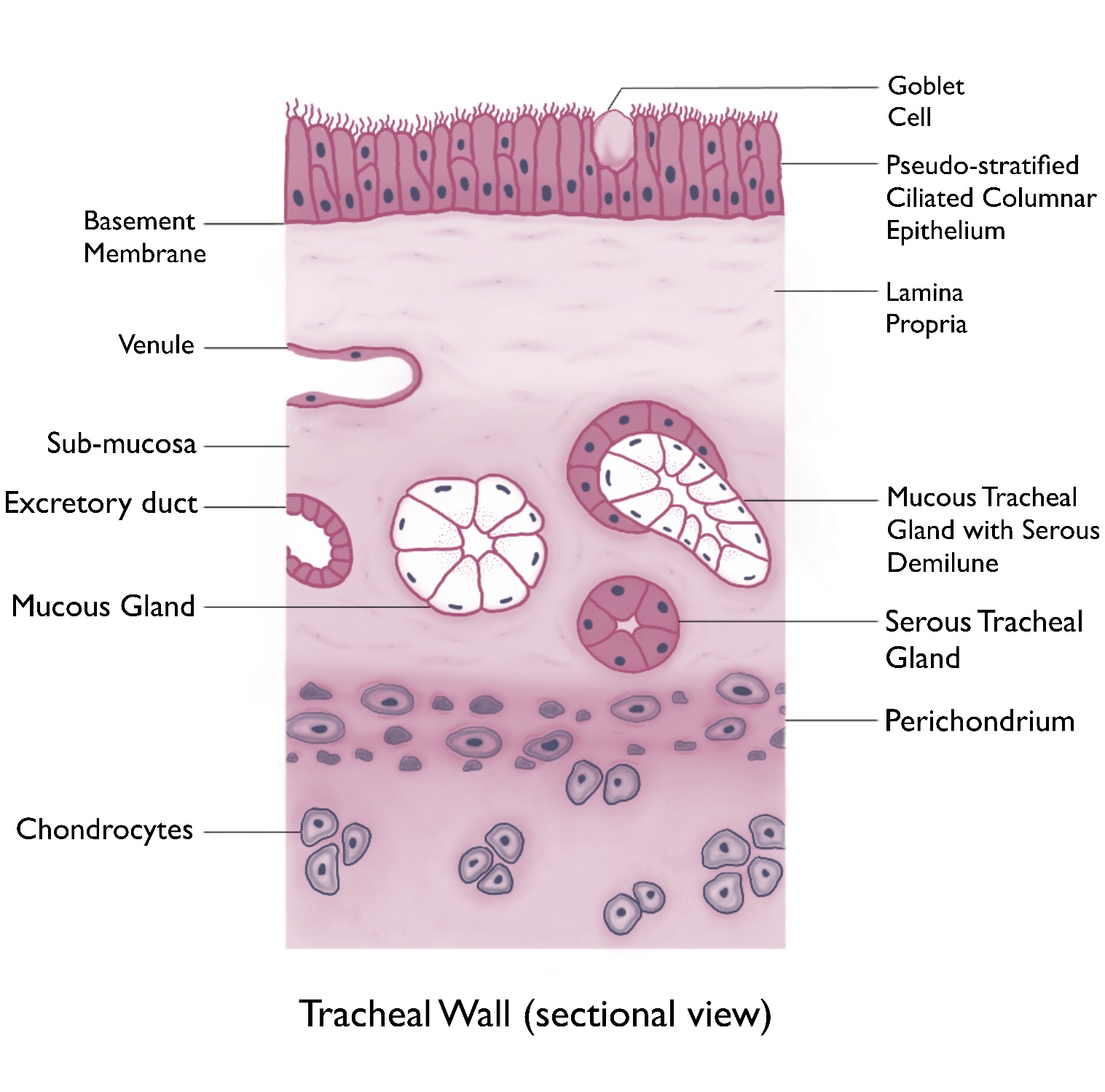 Tracheal Wall (sectional view)
