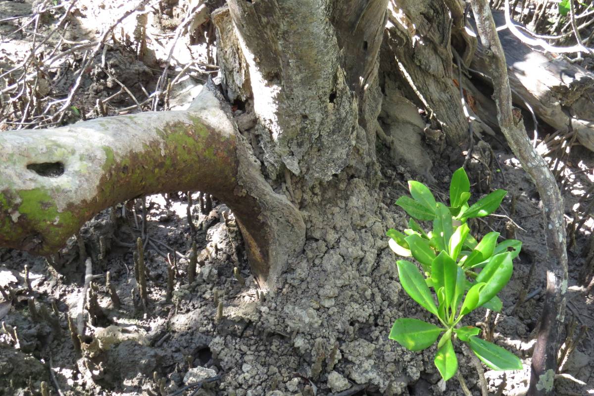 Queensland Coast: Water mouse (Xeromys myoides), a predator of crabs