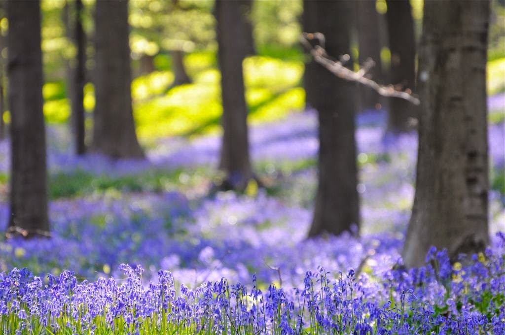 LENTEMAGIE IN HET HALLERBOS - DICHTBIJ & VER WEG