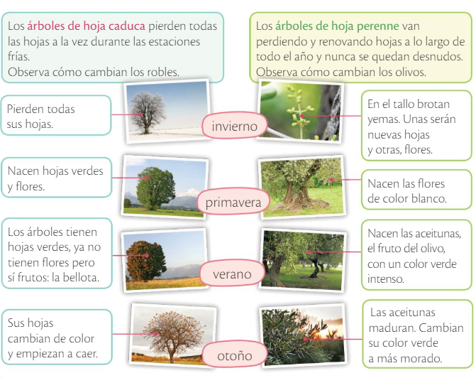 Experiencias de un maestro: Los cambios en las plantas