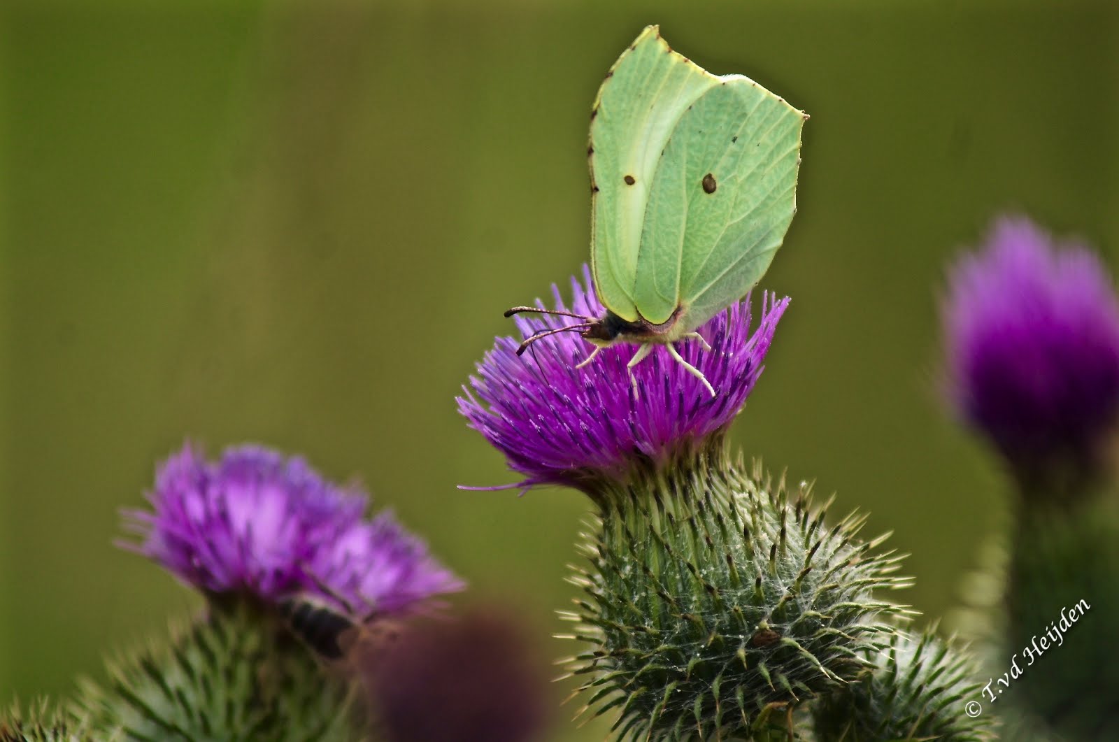 Theo’s Natuur Momenten: DE INSECTEN VAN HET KEMPEN~BROEK