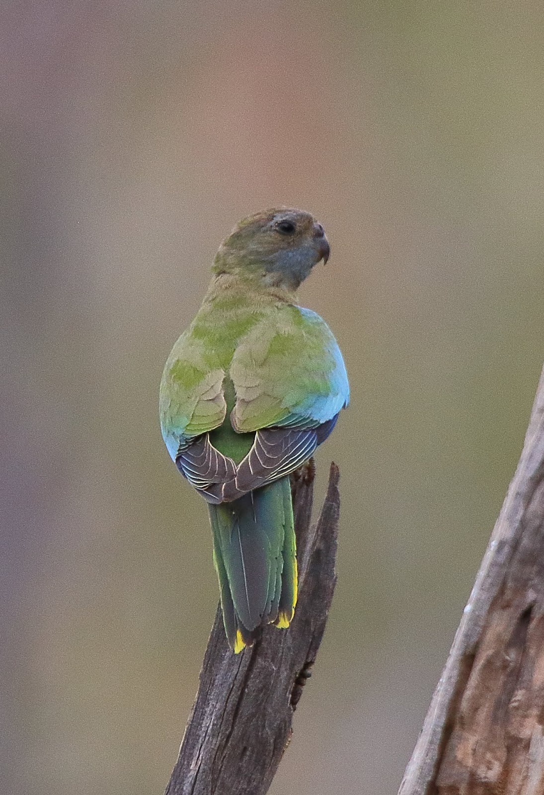 Richard Waring's Birds of Australia: Scarlet-chested Parrot
