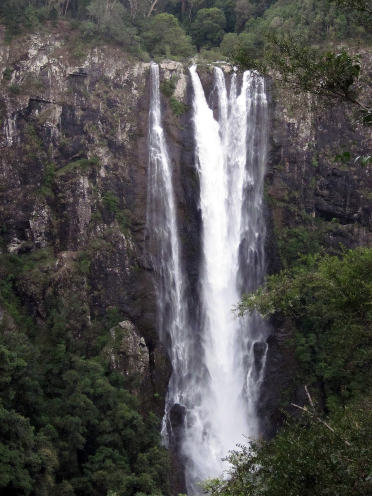 Bongbong's Adventures in Oz: Potoroo & Ellenborough Falls