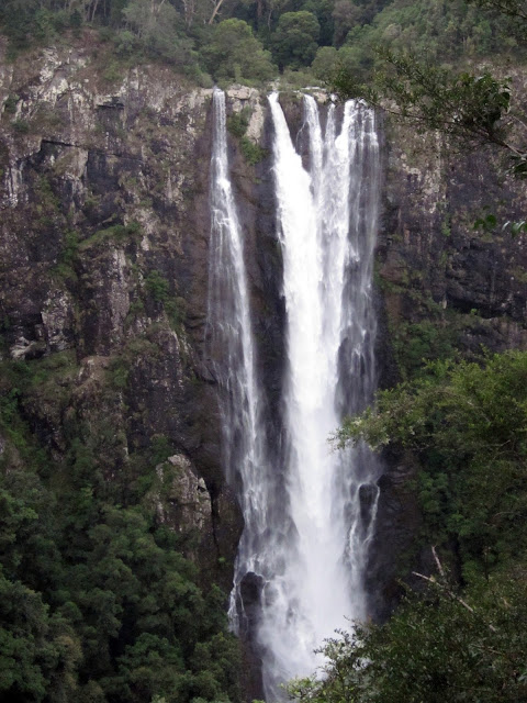 Bongbong's Adventures in Oz: Potoroo & Ellenborough Falls