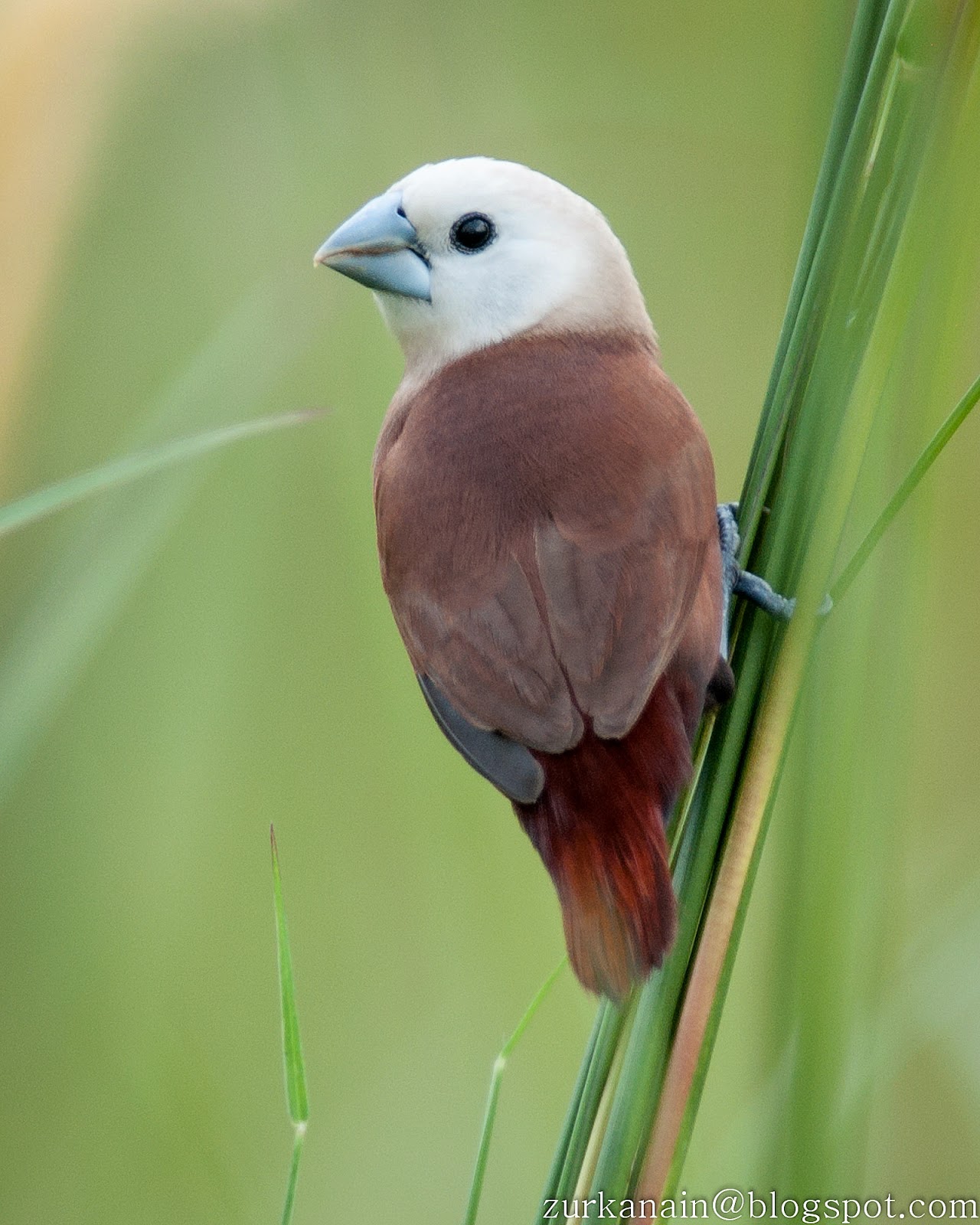 White-headed Munia -- Lonchura is a genus of the estrildid finch family ...