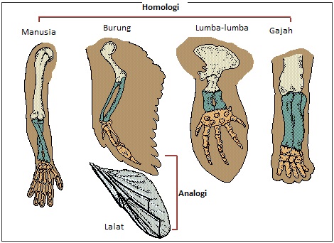Elisya Maranti Notes: Perbandingan Anatomi