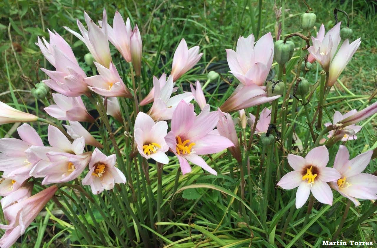 Flora Bonaerense: junio 2020