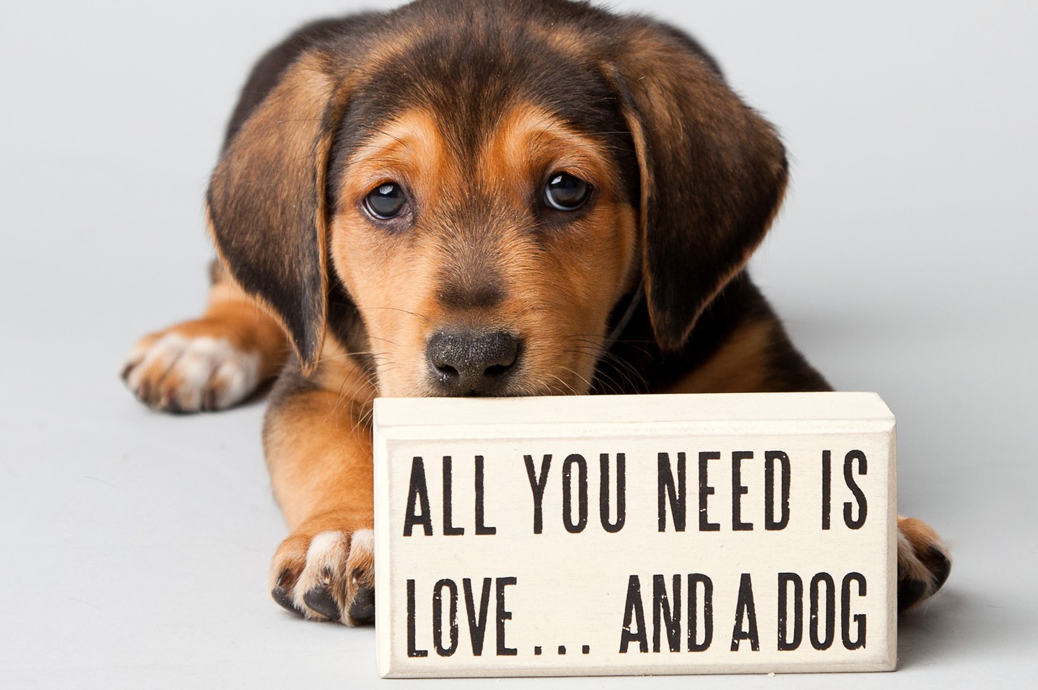 Important Factors To Consider When Adopting A Dog Doglopedix important-factors-to-consider-when-adopting-a-dog-doglopedix