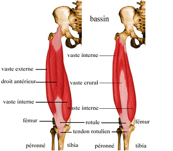 Quadriceps - HOLIFIT