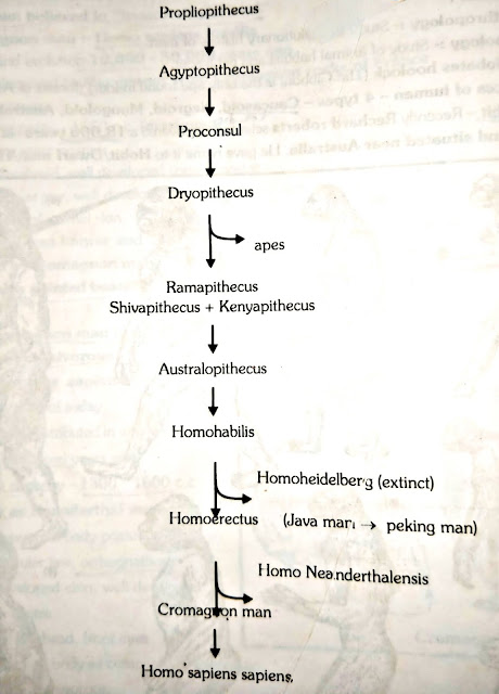ORIGIN AND EVOLUTION OF MAN