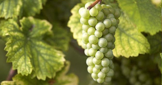 Você Conhece a Uva Riesling??? ~ Blog Enofilia