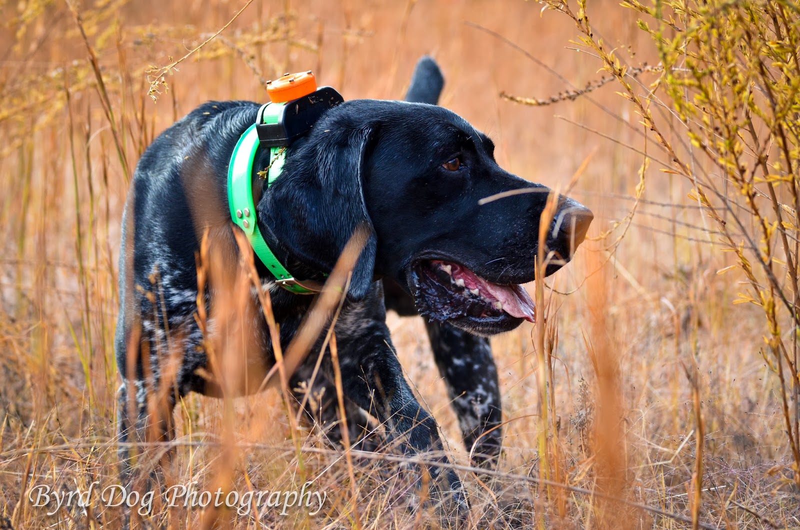 Adventures of a GSP Hunting Dog: Puppies have arrived!