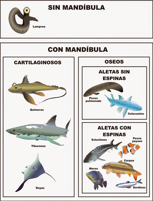 Peces ~ Con-CIENCIA
