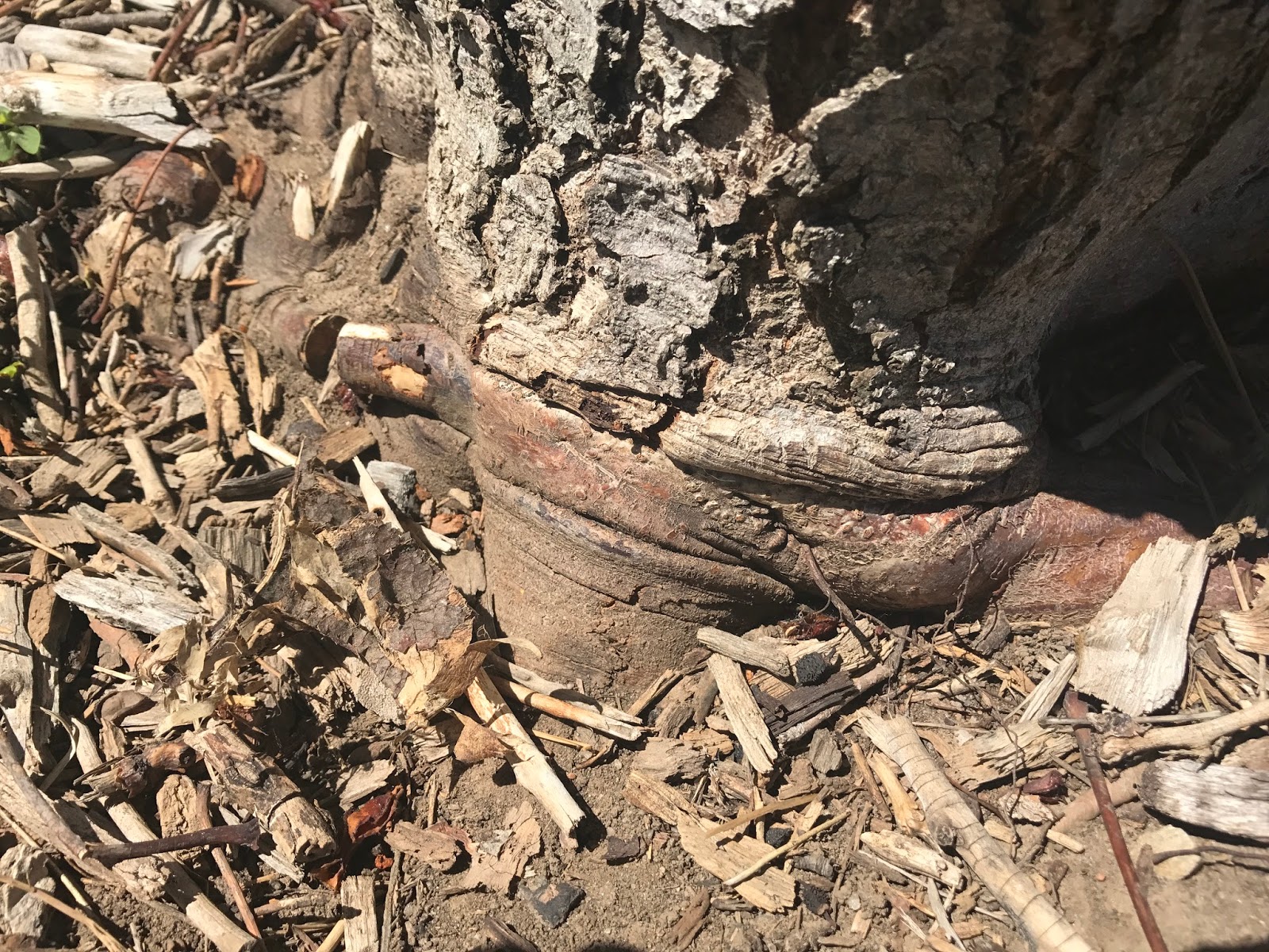 CO-Horts: Stem Girdling Roots