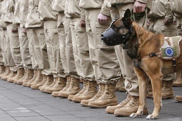 News That Matters Now: Navy Seabee Develops Military Dog Glue