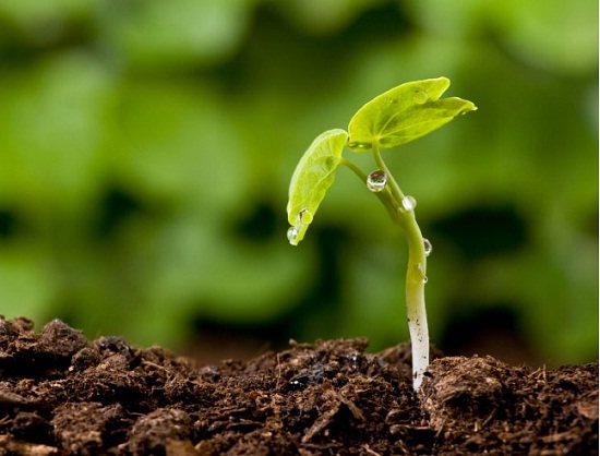 bttrack: BROTES VERDES? La Pedrusca con los Almorsarets…