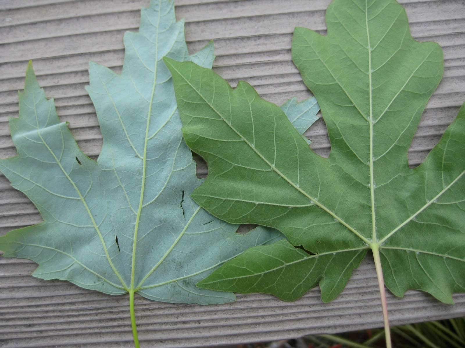 Trees of Santa Cruz County: Acer saccharinum - Silver Maple