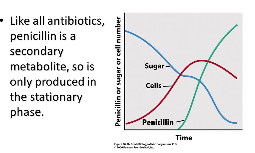 Merlins Micro World: Penicillin production-biosynthesis, media ...