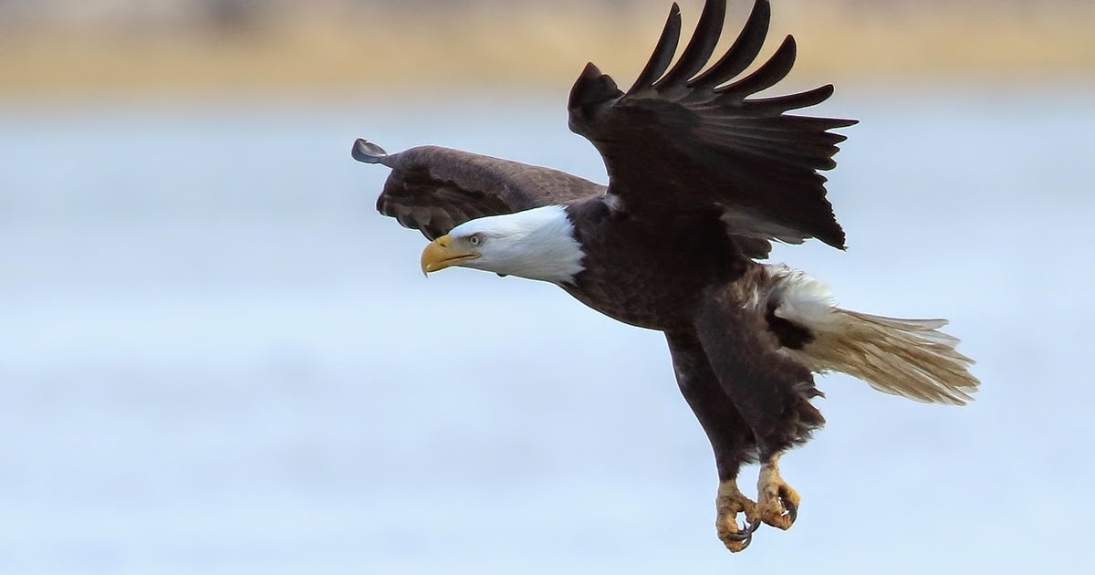 See What I See: Bold Eagle --- Conowingo Dam, MD