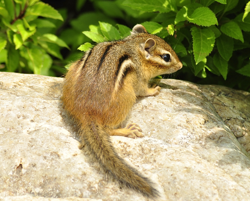 Grow Your Own: Chipmunks in the Garden