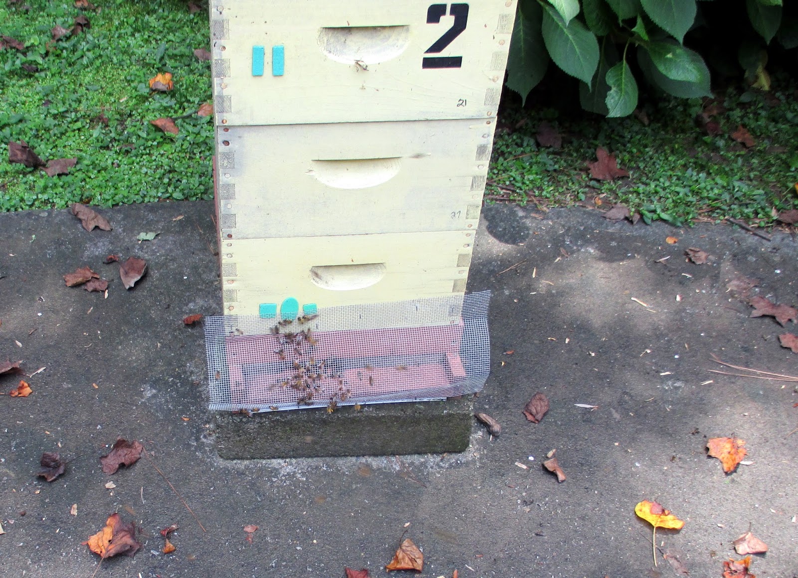 Linda's Bees: Billy Davis' Robber Screen