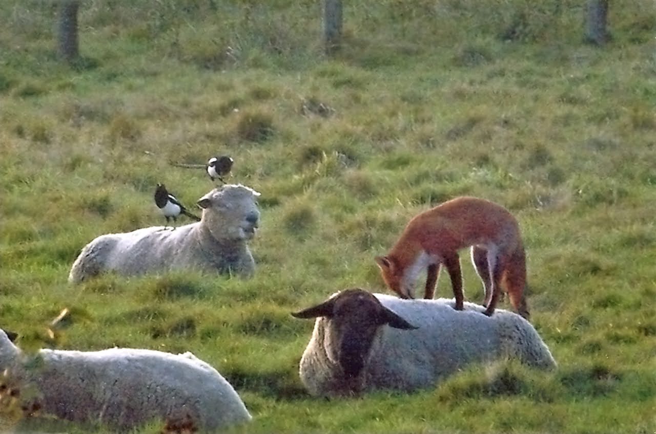 Terrierman's Daily Dose: Fox as Sheep Groomer