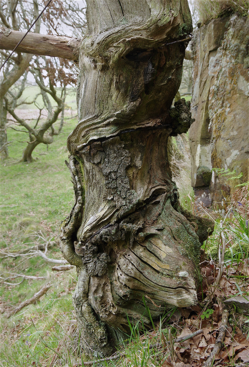 Wildeep's Illuminations: Repurposed Tree