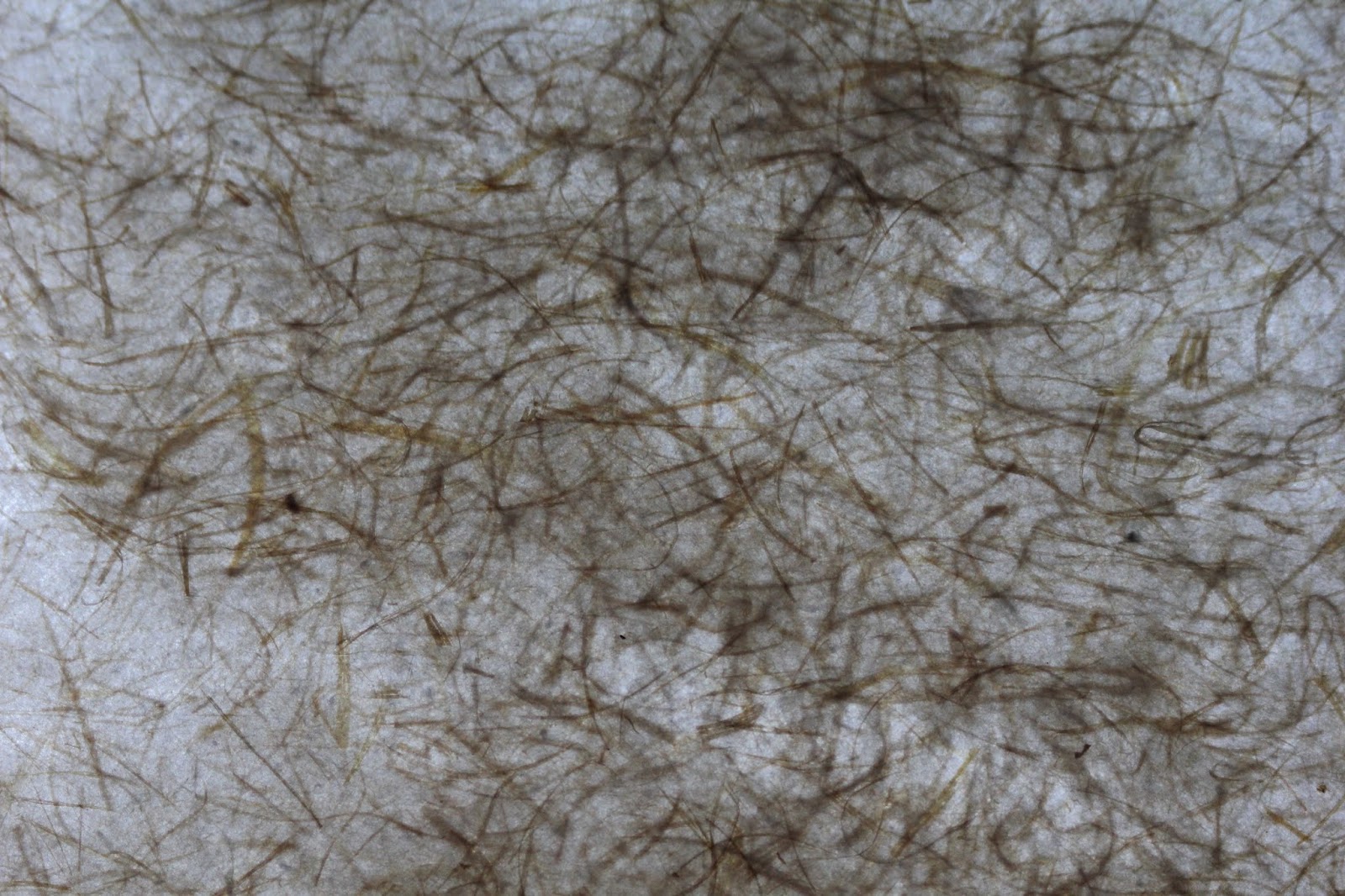 Wild Creations: Garlic Paper part 2