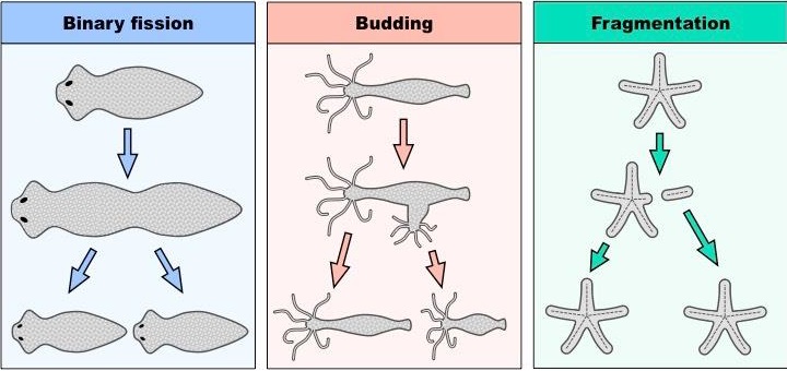 Biology project on cloning for class 12