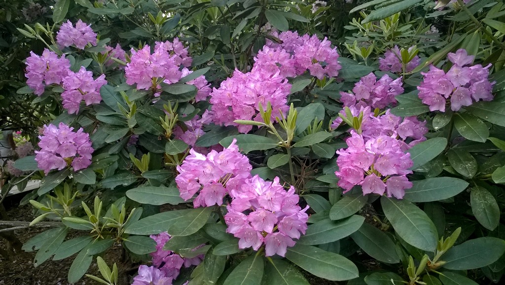 La Vie en Roses: Rhodot kukkivat Haagassa