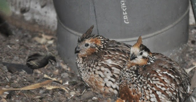 ZOOTOGRAFIANDO (6.100 ANIMALS): COLÍN CRESTADO / CRESTED BOBWHITE ...