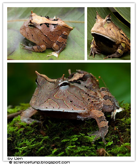 Science Fun Party: Amazon Horned Frog, the "Pac Man frog"