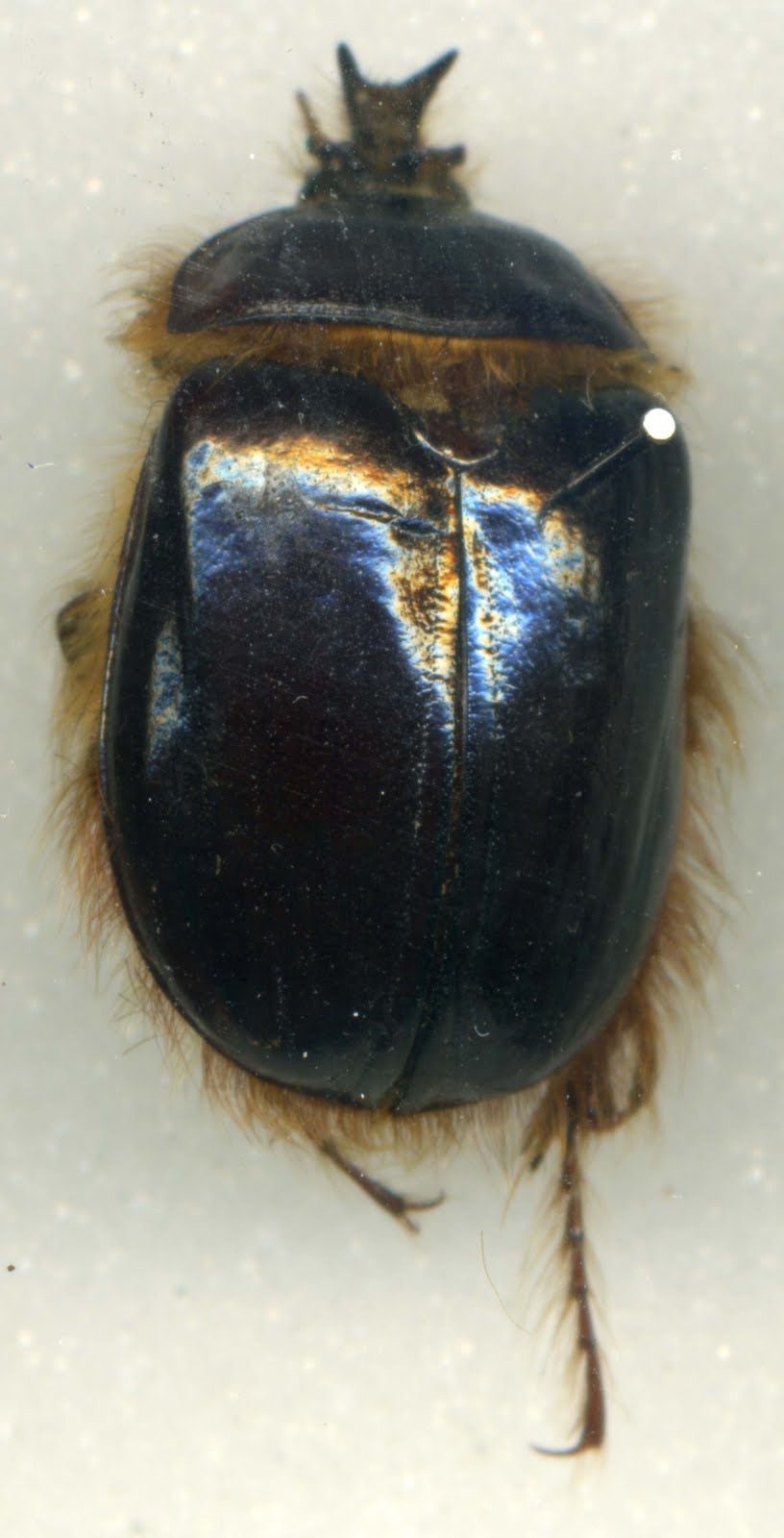 虫頭: フユセンチコガネ（Pleocoma australis）Southern Rain Beetle