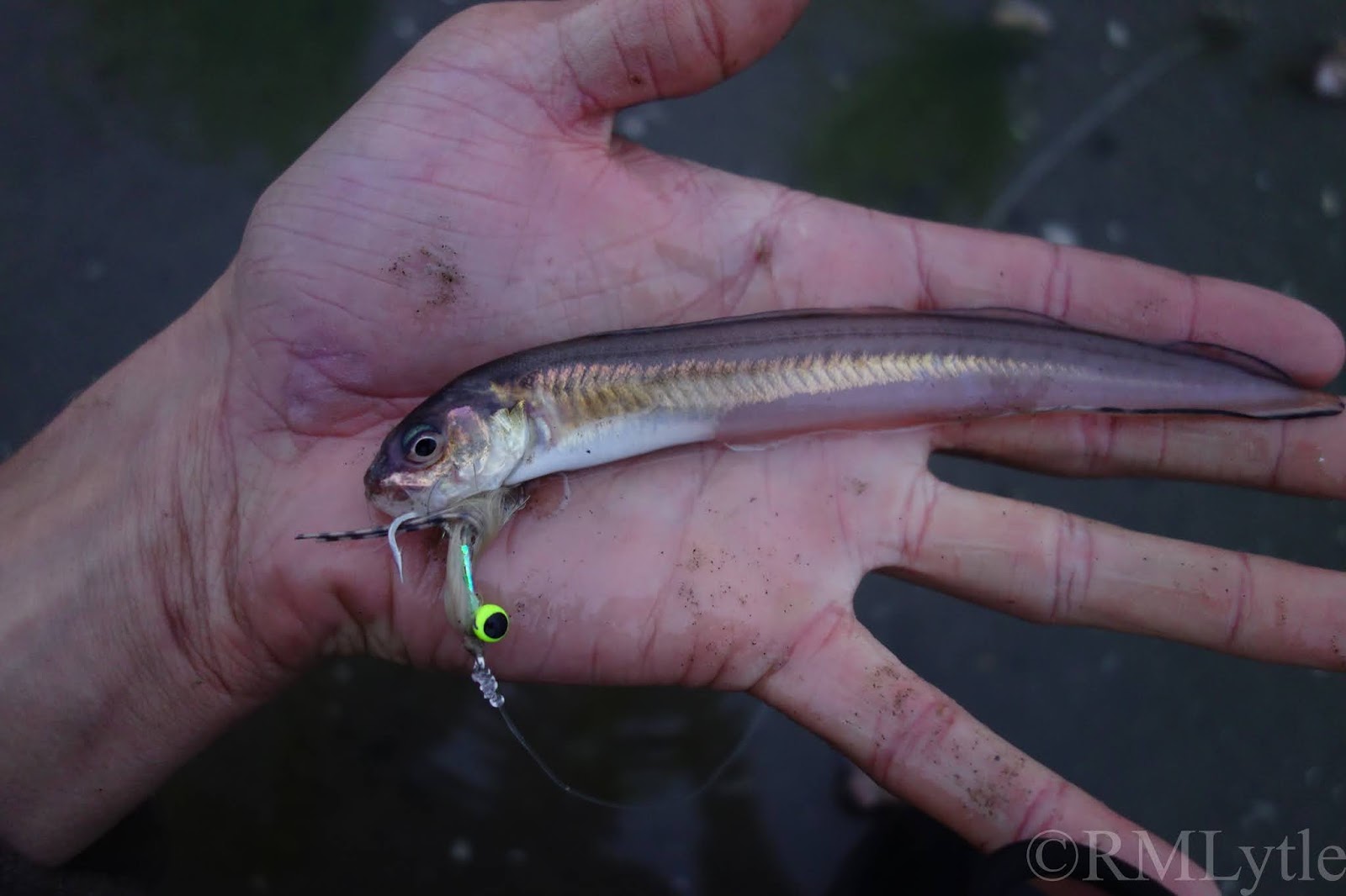 Connecticut Fly Angler: The Year the Sand Eels Returned
