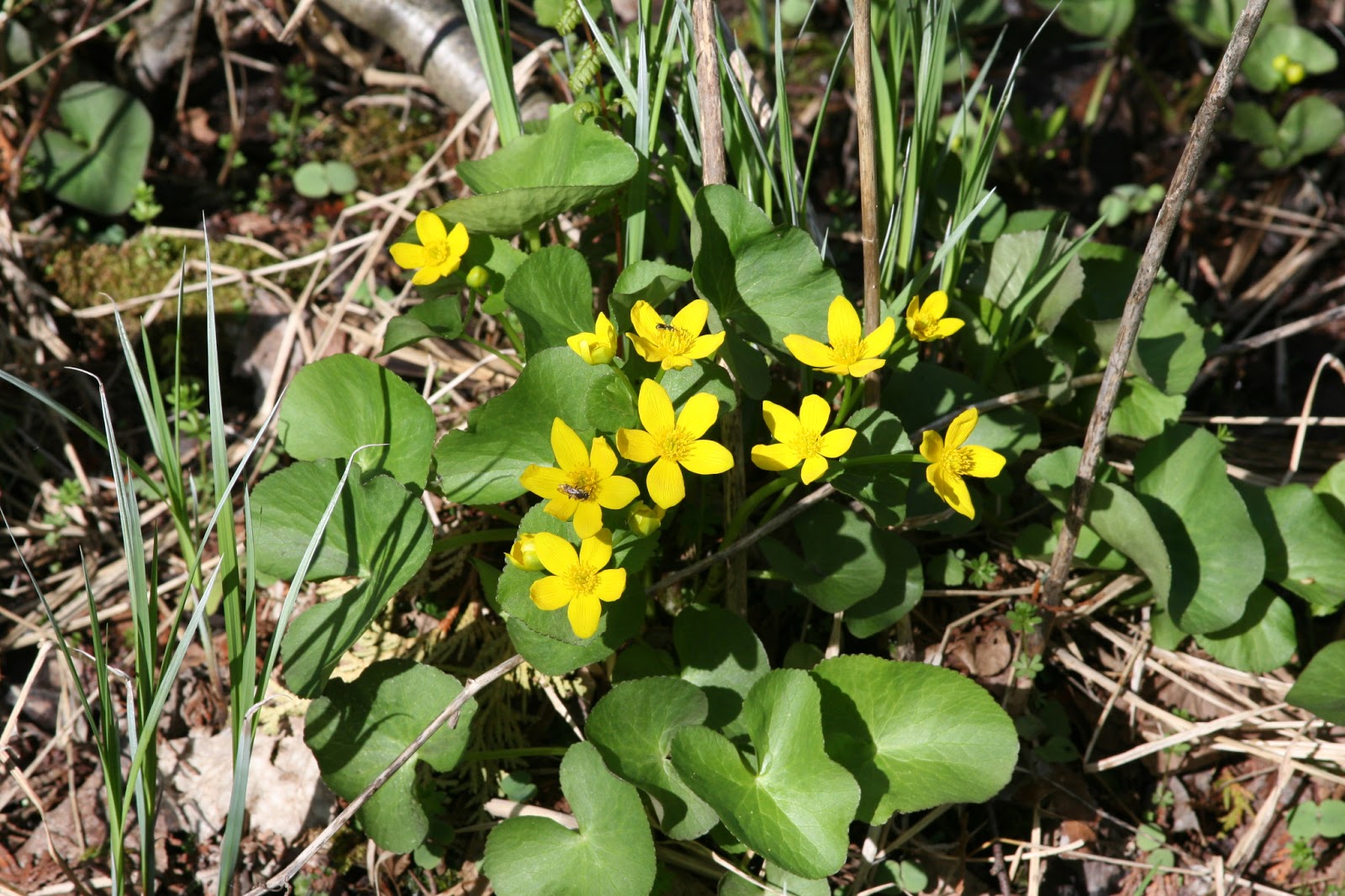 Isabella Conservation District Environmental Education Program: Native ...