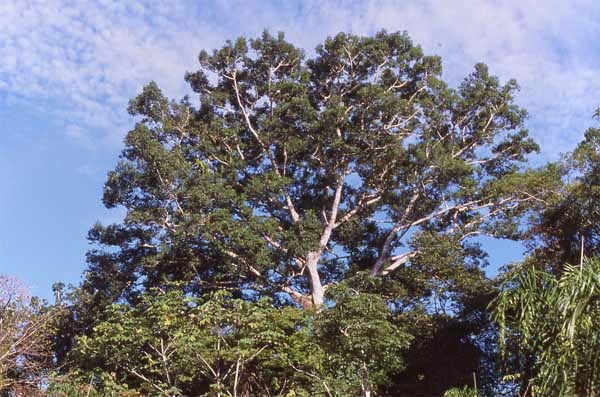 Reforestation and the Medicinal Uses of Trees -Liliana Usvat Research ...