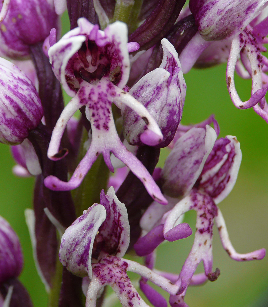 The Amazing Monkey Orchid