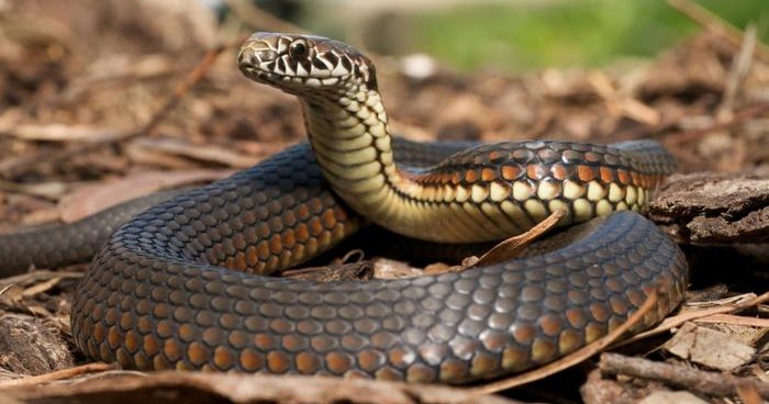 Karakteristik Shio Ular - Astroshiopedia