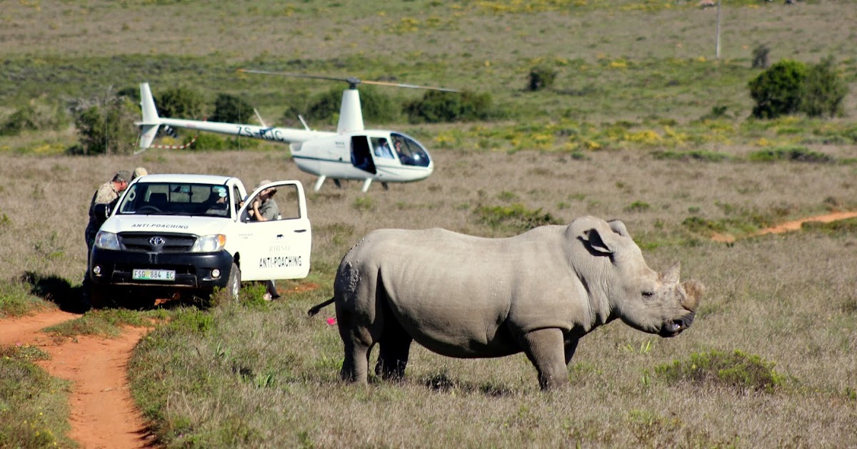 About ~ The Rhino Ride