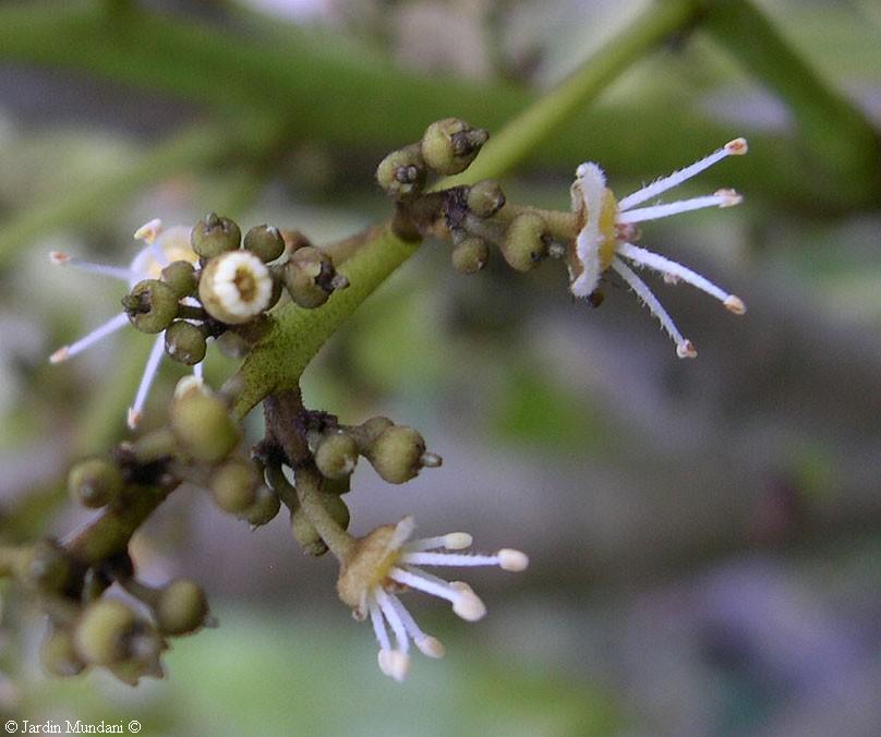 Golden Litchi: Litchi facts 6