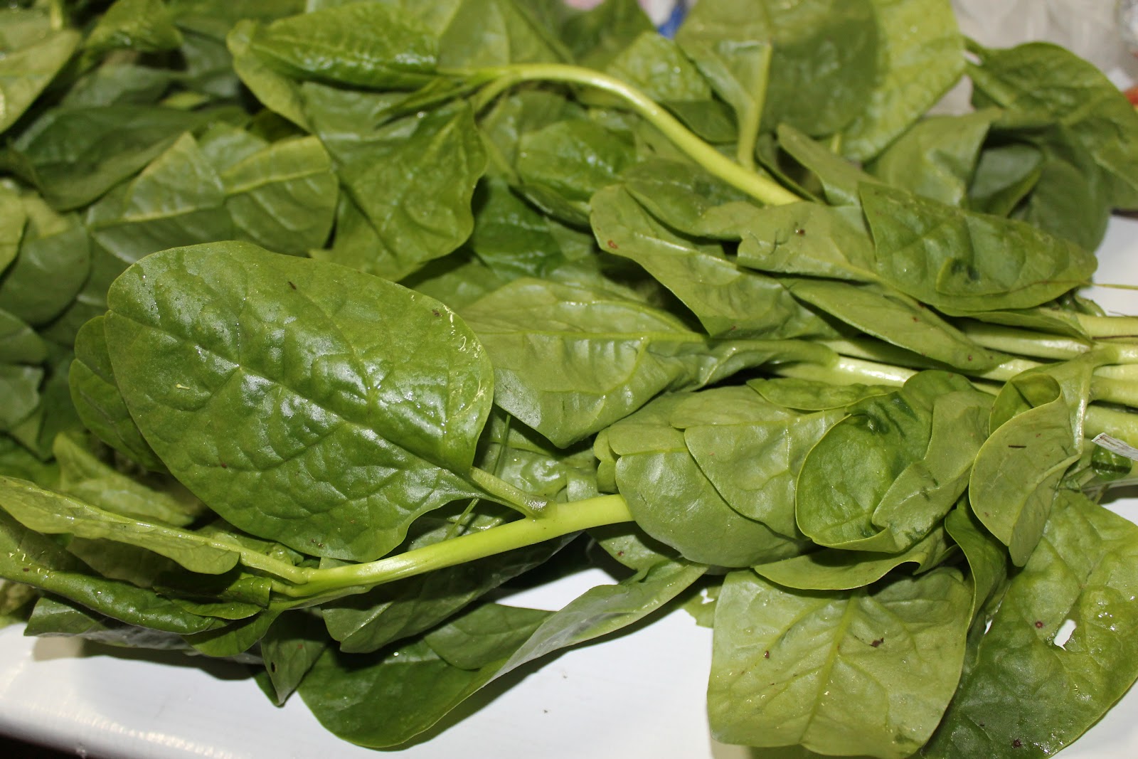 Malabar Spinach, Green, Alugbati, Vietnamese Spinach, Pui,, 45% OFF
