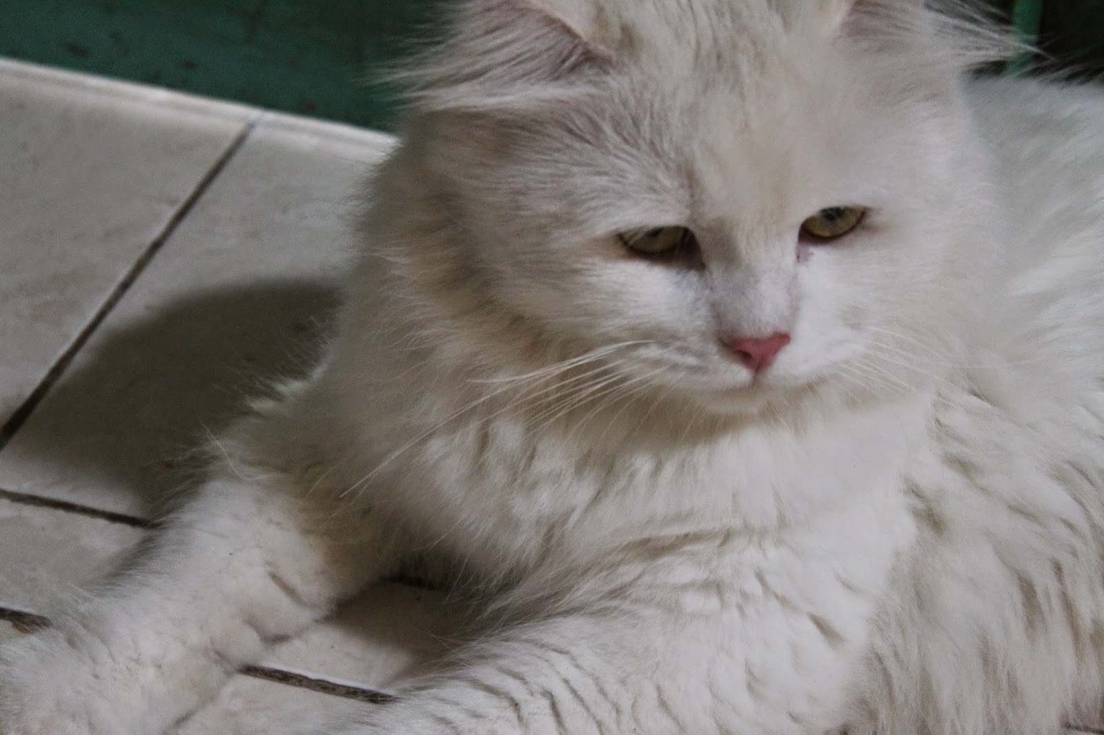 kucing