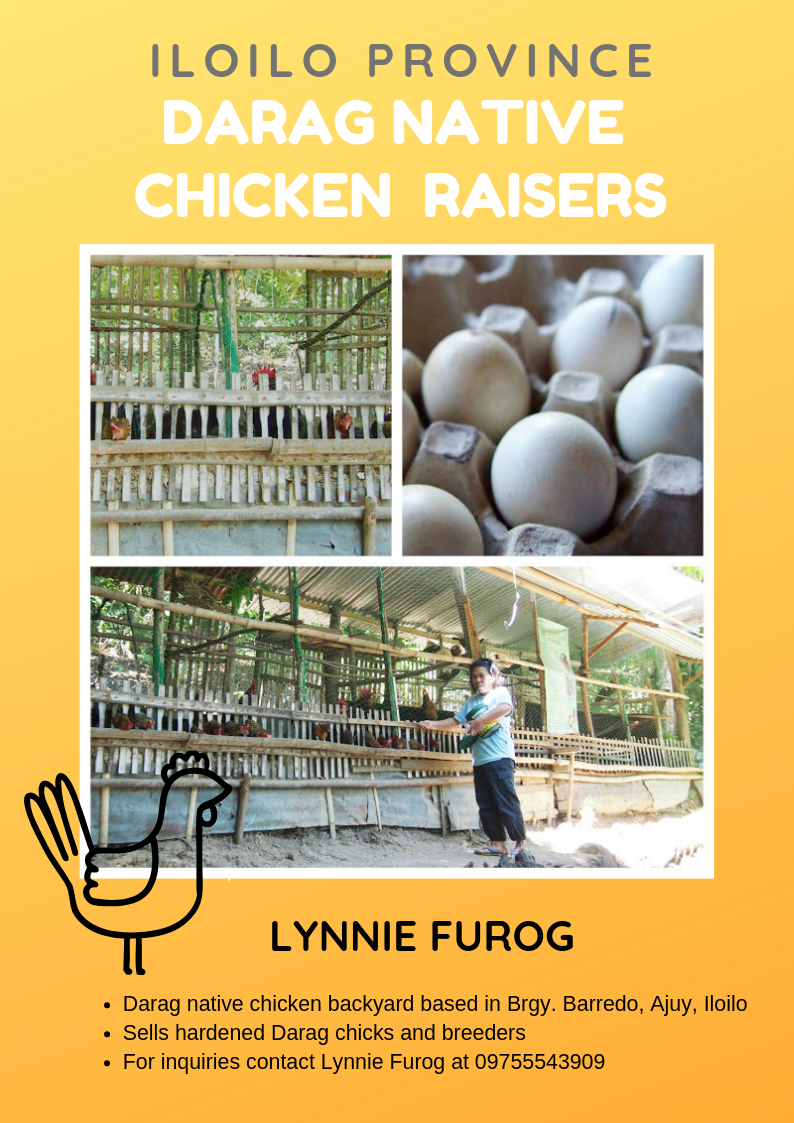 Darag native chicken resources | UEDC UPDATES