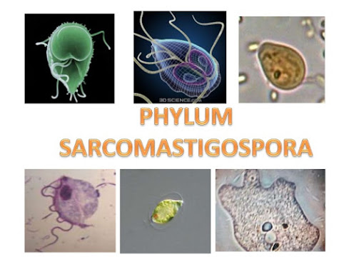 Protozoans: Phylum Sarcomastigophora