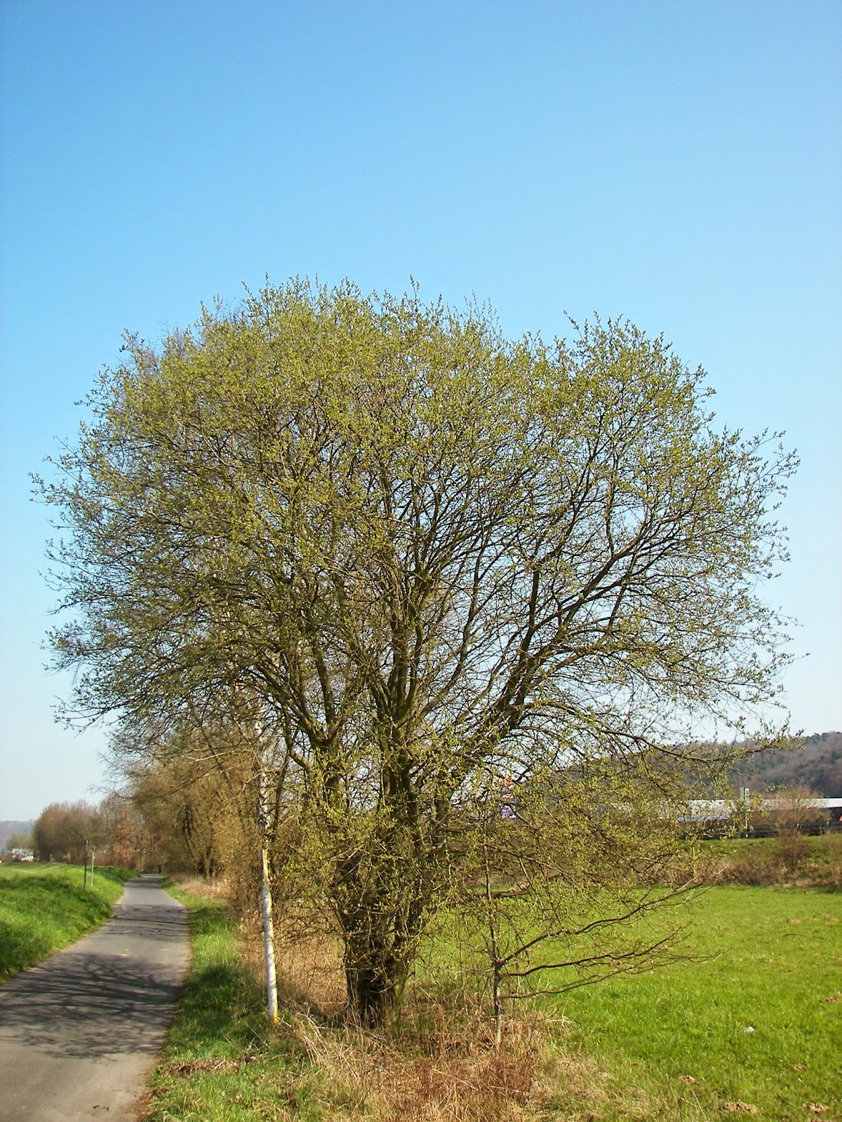 Trees Planet: Salix caprea – Goat Willow – Sallow