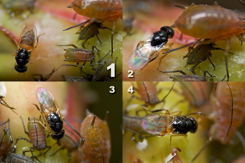 ムシをデザインしたのはダレ？: ツヤコバチ科 ( Aphelinus sp. ) 産卵