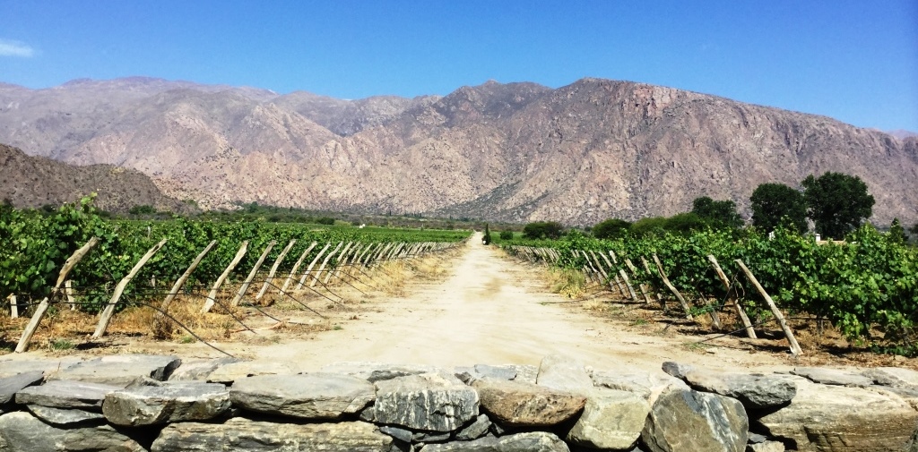 El ángel del vino. Blog de vinos: El Torrontés de Salta