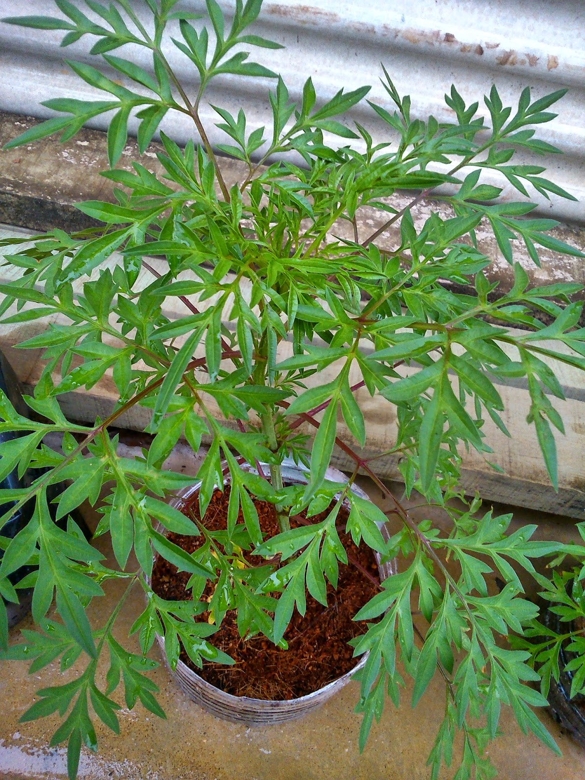 BukanSayaDisini: Pokok Ulam Raja