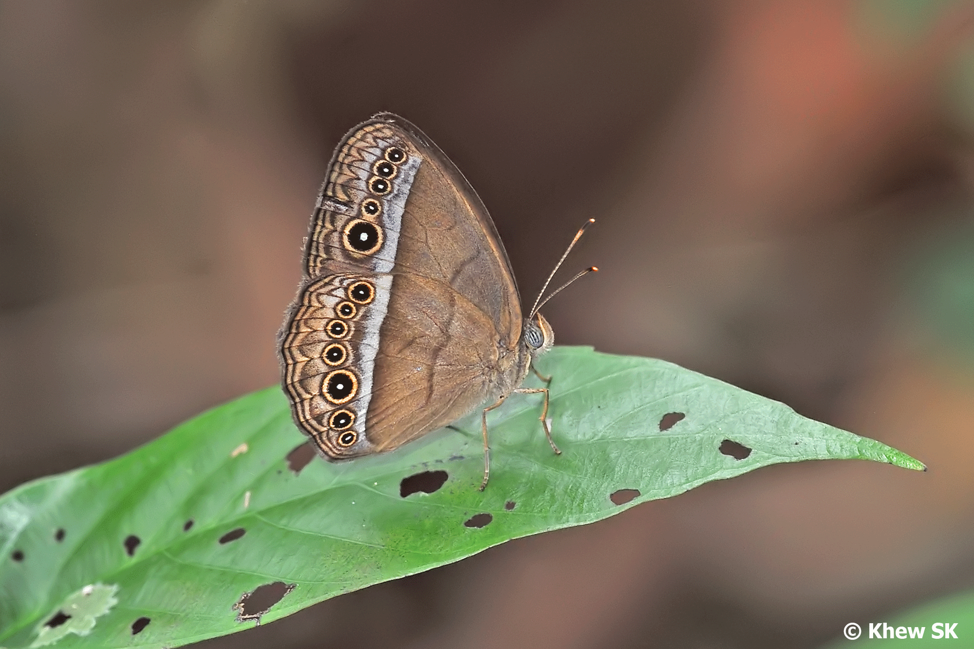 Butterflies of Singapore: Bush Browns of Singapore : Part 1